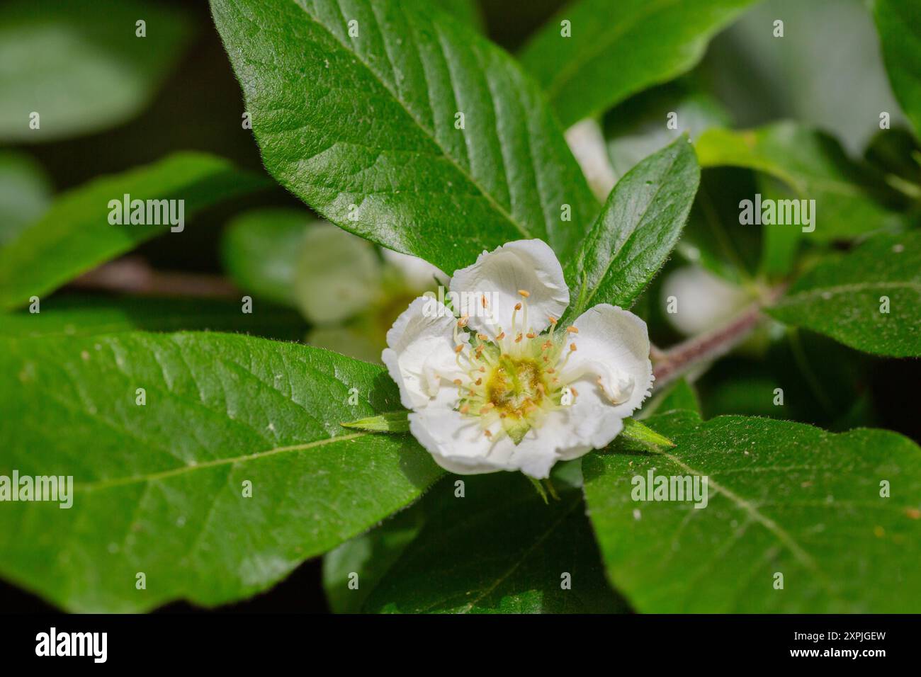 white flowers and leaves of the Japanese loquat tree, eriobotrya ...