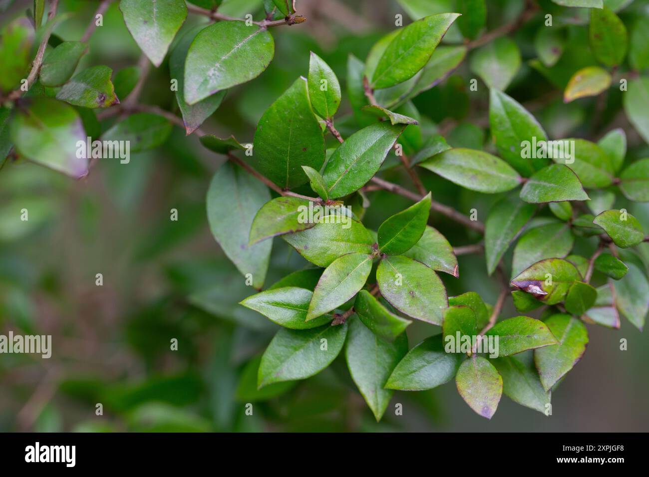 Leaves of Common Myrtle, Myrtus communis. It is native across the ...