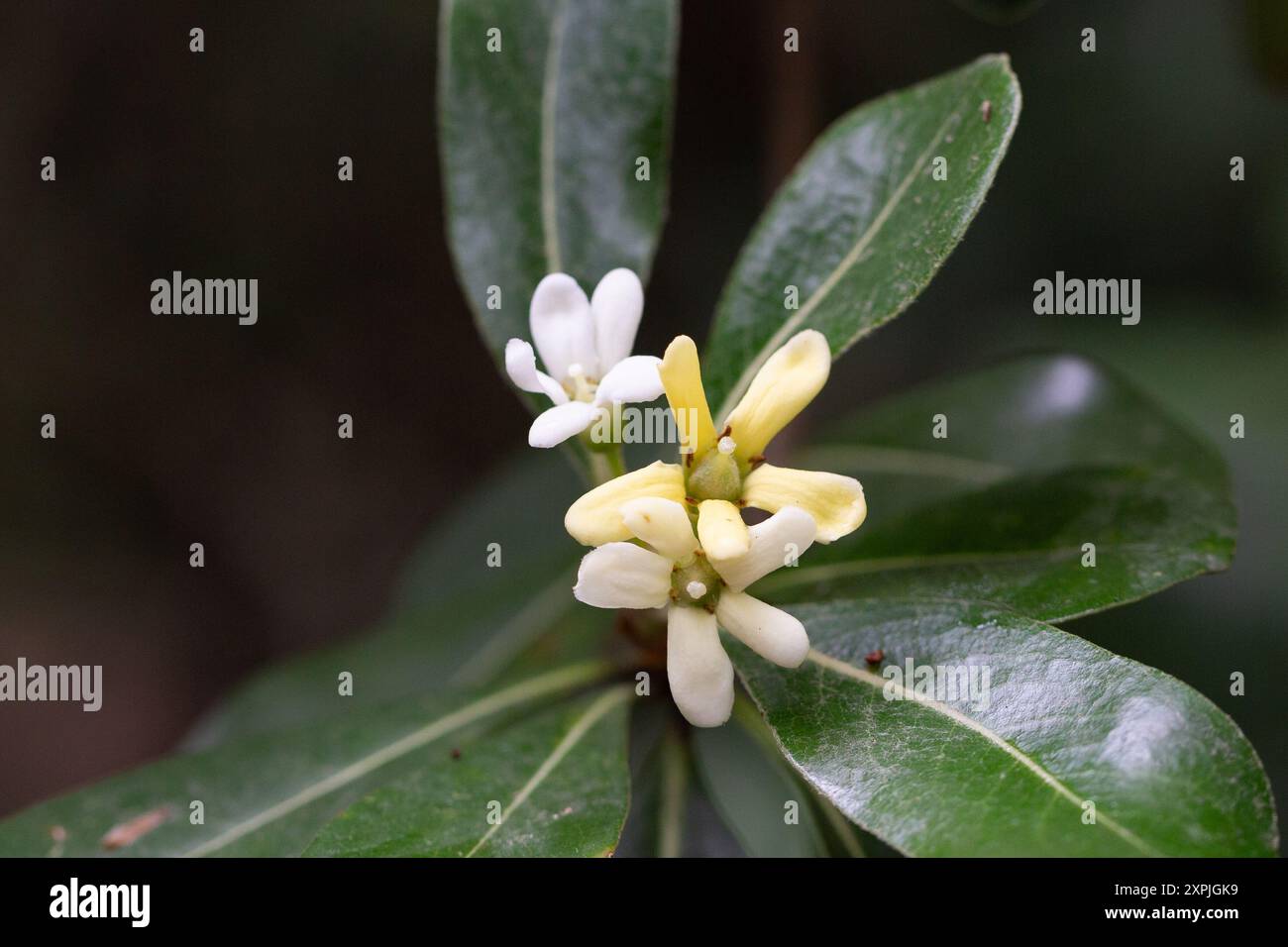 the flowering plant Pittosporum tobira, the Japanese pittosporum or ...