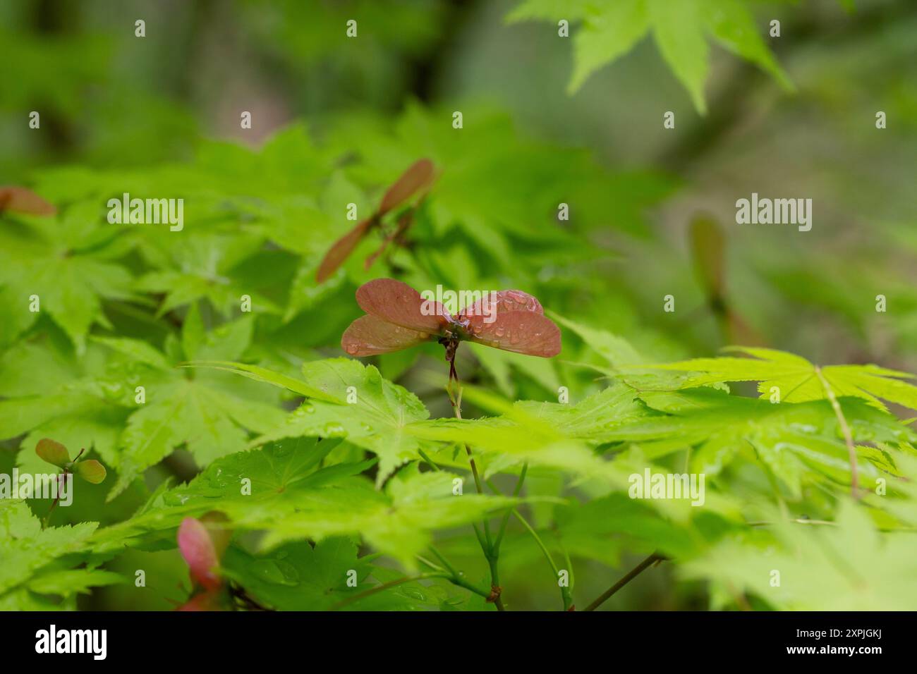 Seiryu Japanese Maple - Latin name - Acer palmatum Seiryu, natural ...