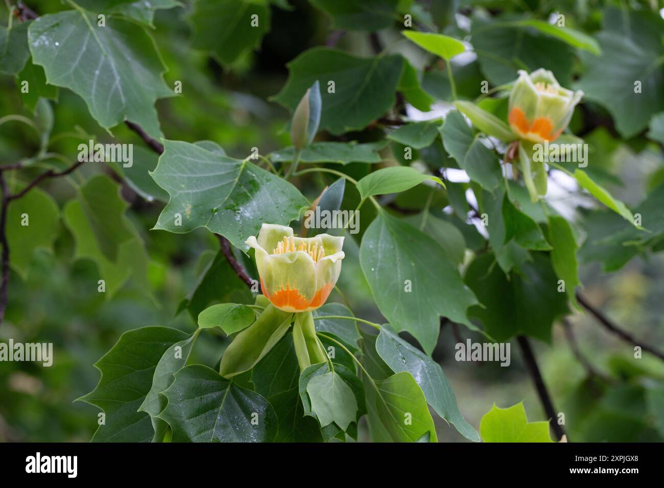 Flowers of tulip tree (Liriodendron tulipifera) blooming in spring i ...