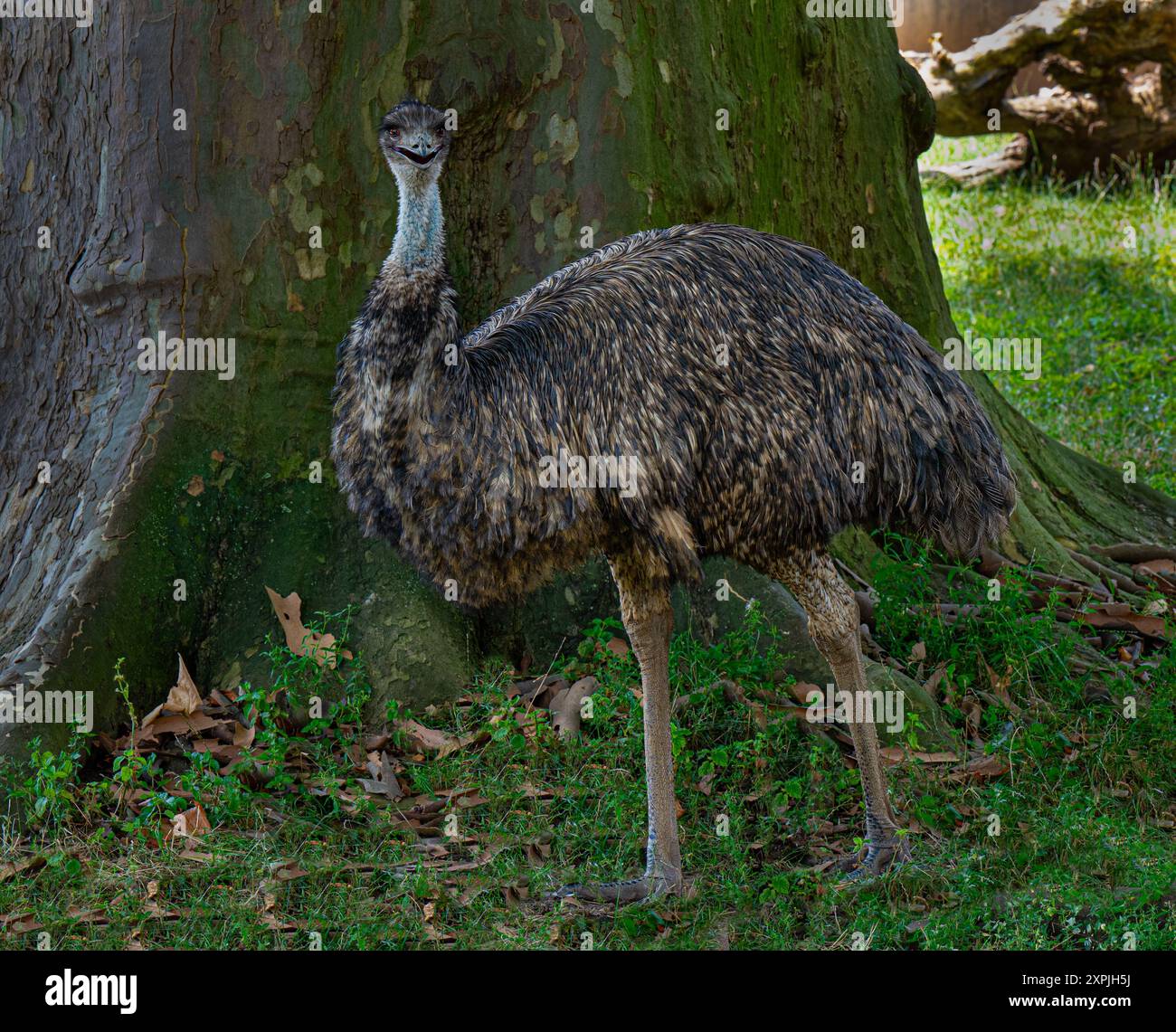 Emu (Dromaius novaehollandiae) - Australian Flightless Bird Stock Photo ...