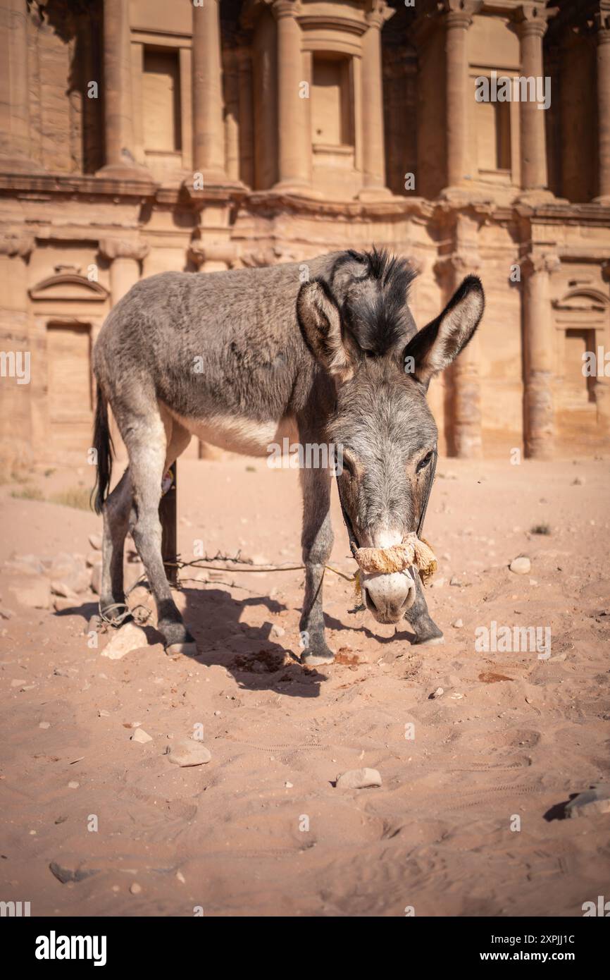 Vertical Shot of Donkey with Ad Deir Monument in Petra. Poor Animal ...