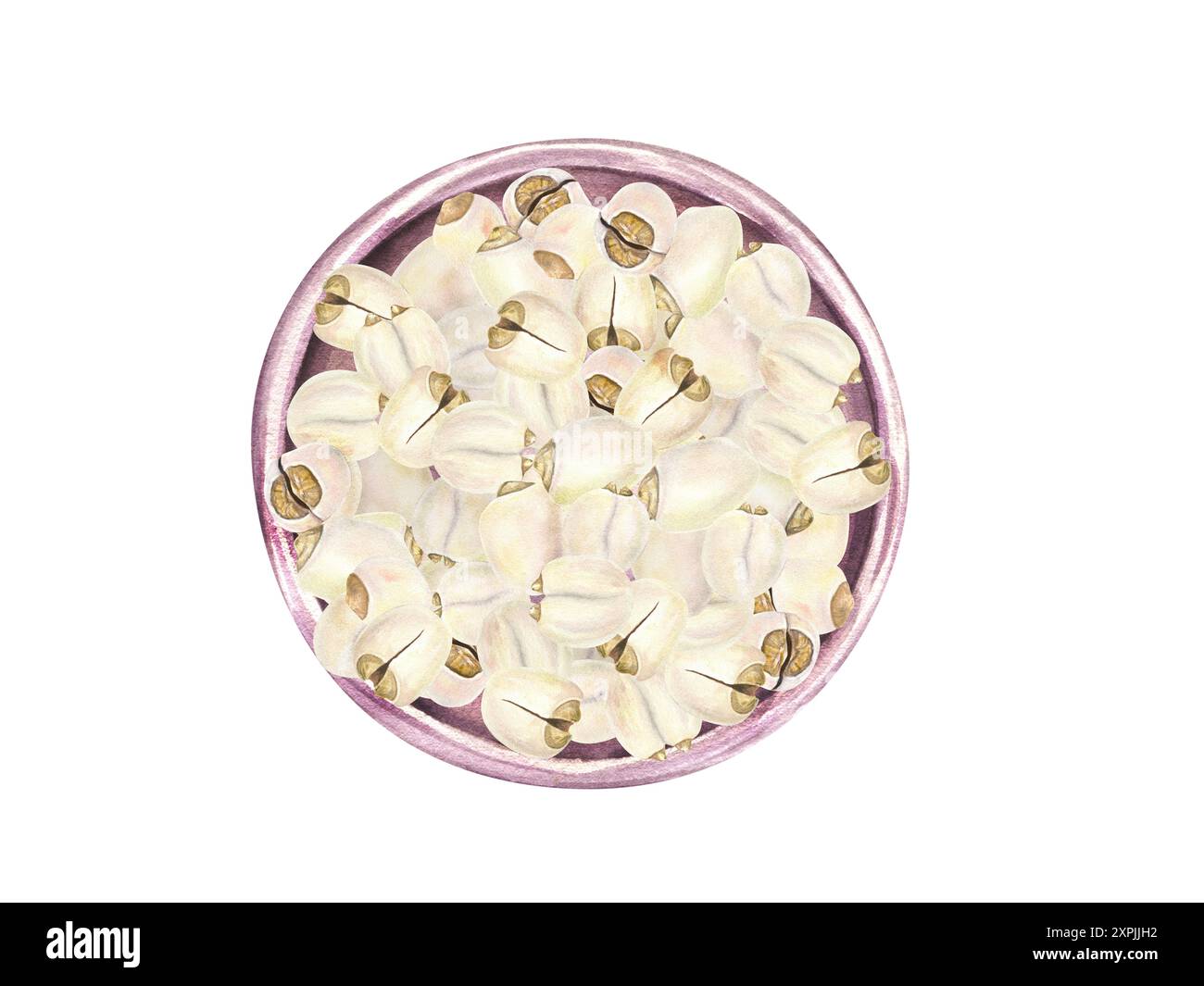 Pile of Water Lily Seeds on ceramic pink plate. White peeled nuts. Heap ...