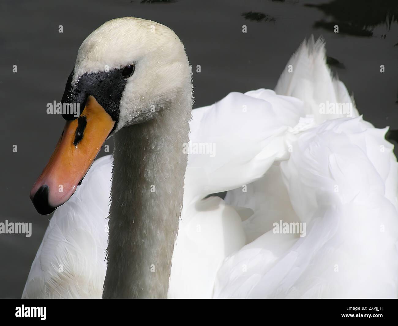 Castle large swan lake hi-res stock photography and images - Alamy