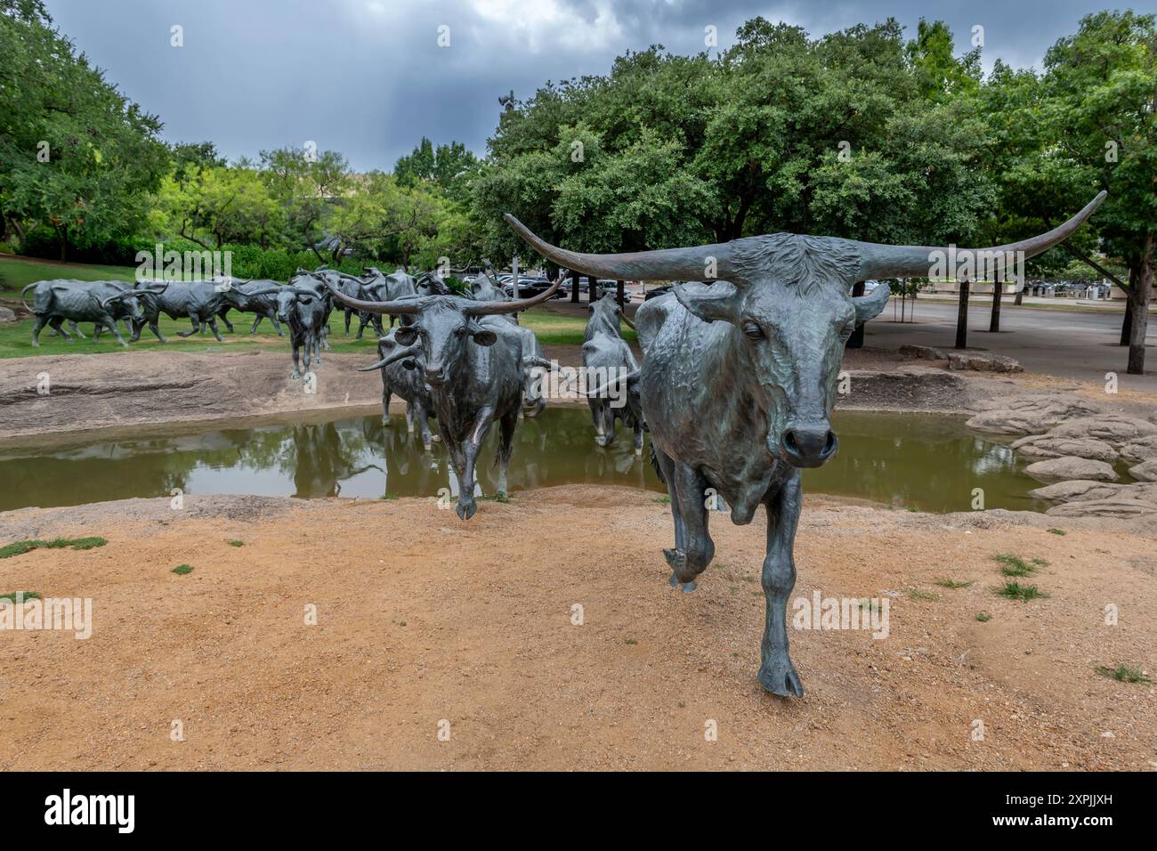 Texas longhorn cattle cowboys hi-res stock photography and images - Alamy