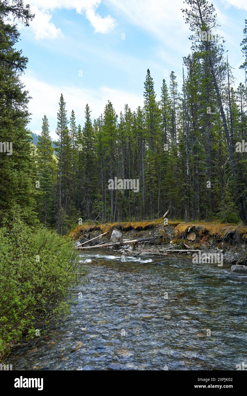 A clear mountain river flows through a coniferous forest in the Alberta ...