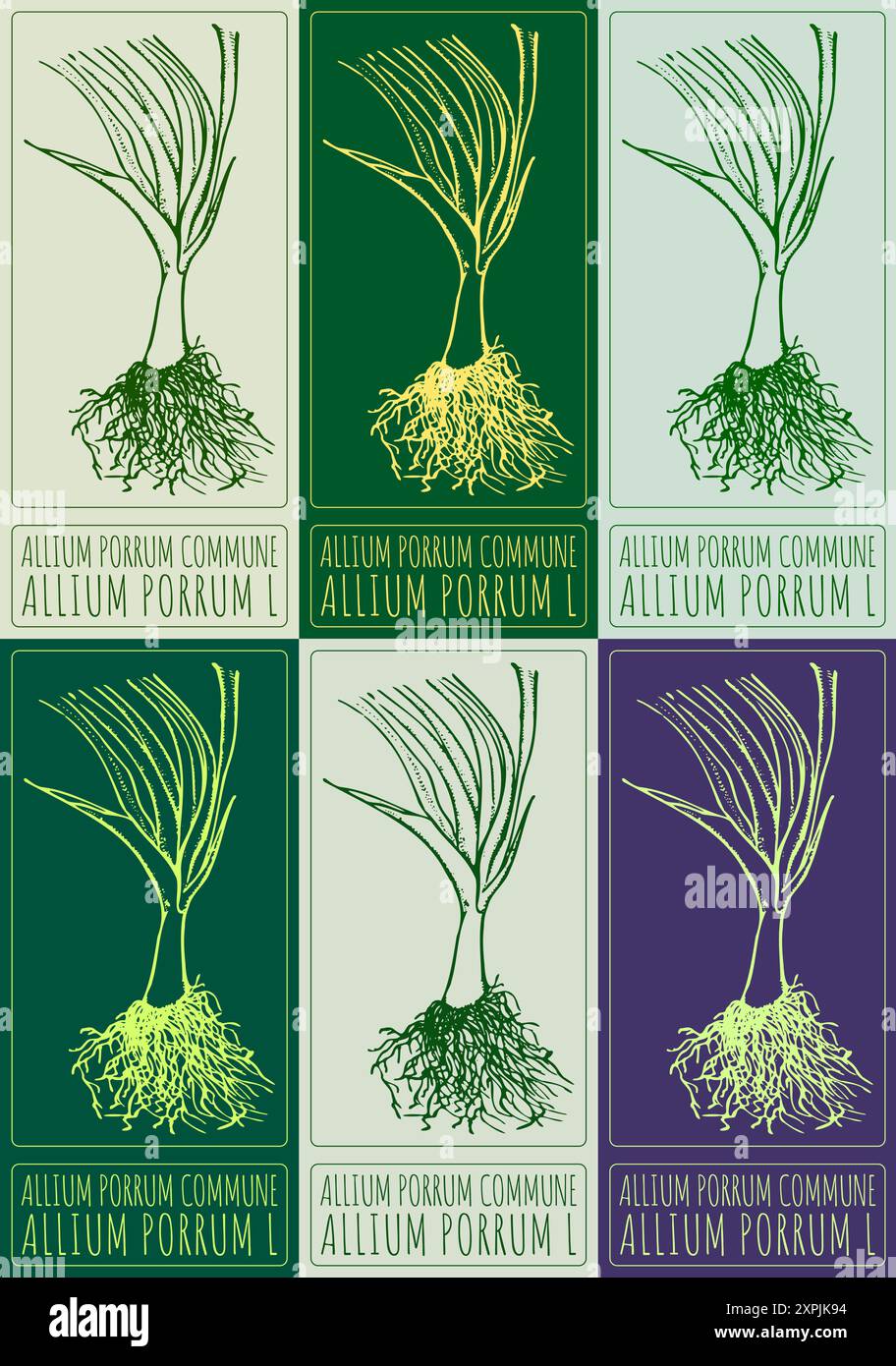 Allium porrum drawing Stock Vector Images - Alamy
