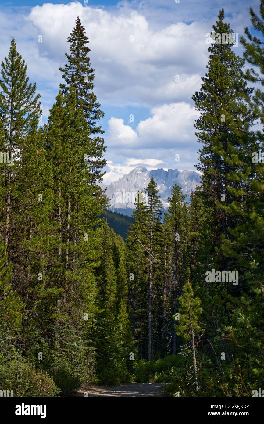 The rocky mountains of Alberta are surrounded by coniferous forests on ...