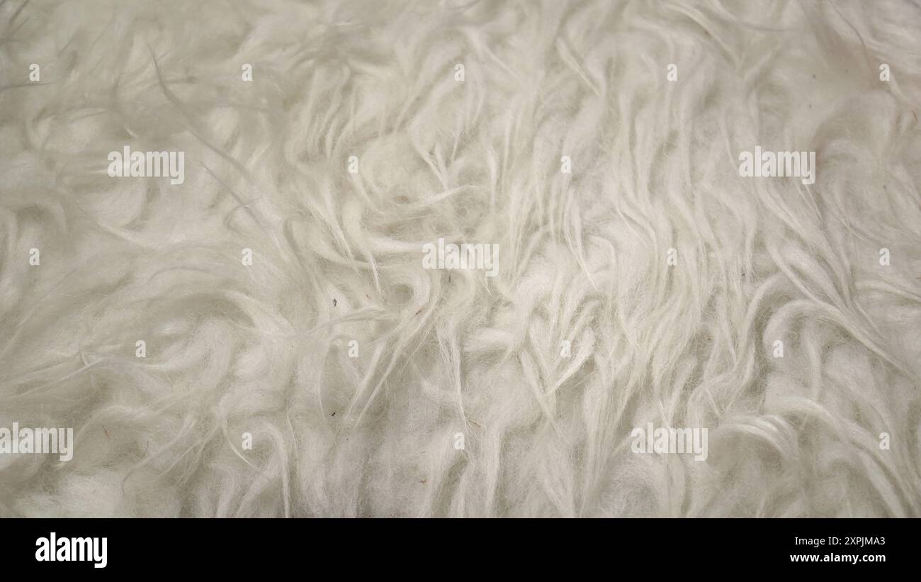 Defocused images for abstrack background, curly and soft animal fur ...