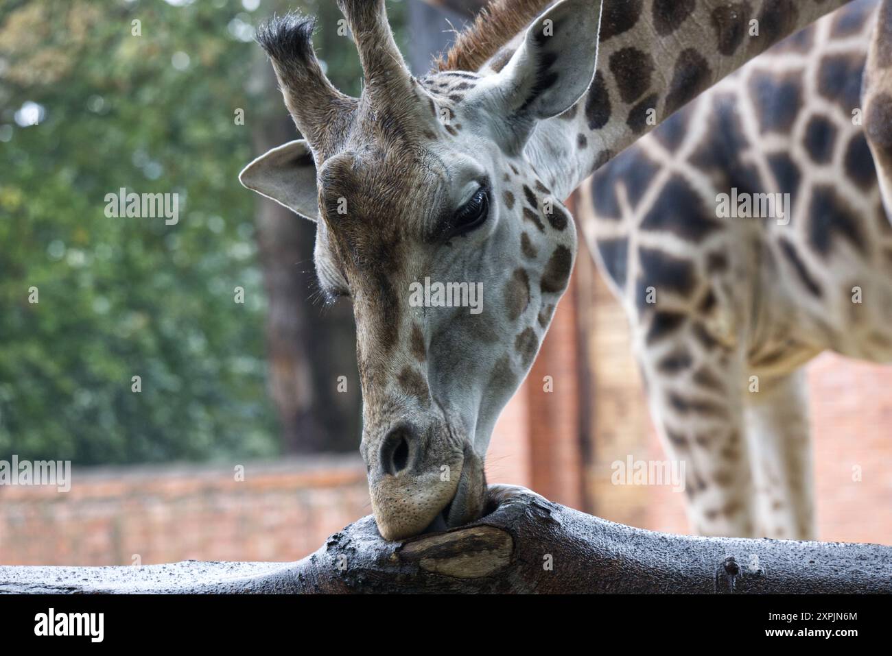 Funny giraffe on white background hi-res stock photography and images ...