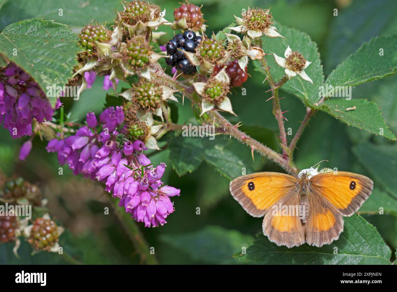 Gatekeeper butterfly in southampton old cemetery Stock Photo - Alamy