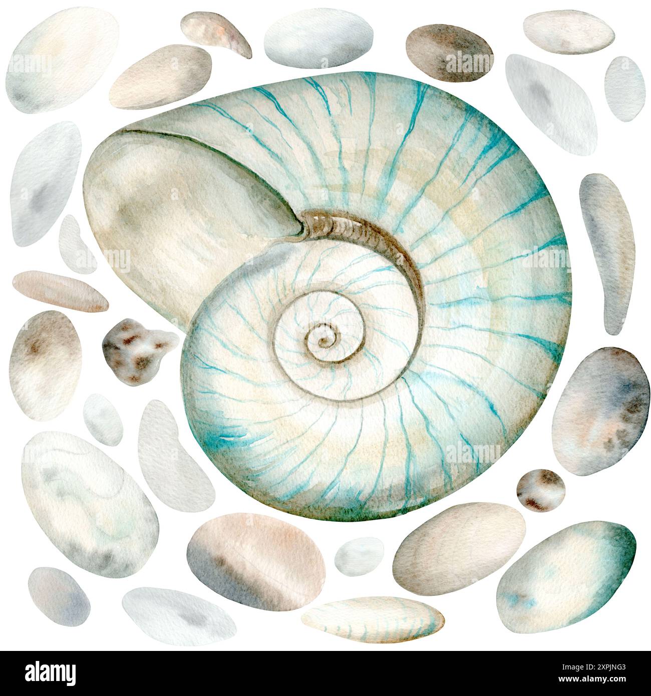 Nautilus Shell Drawings