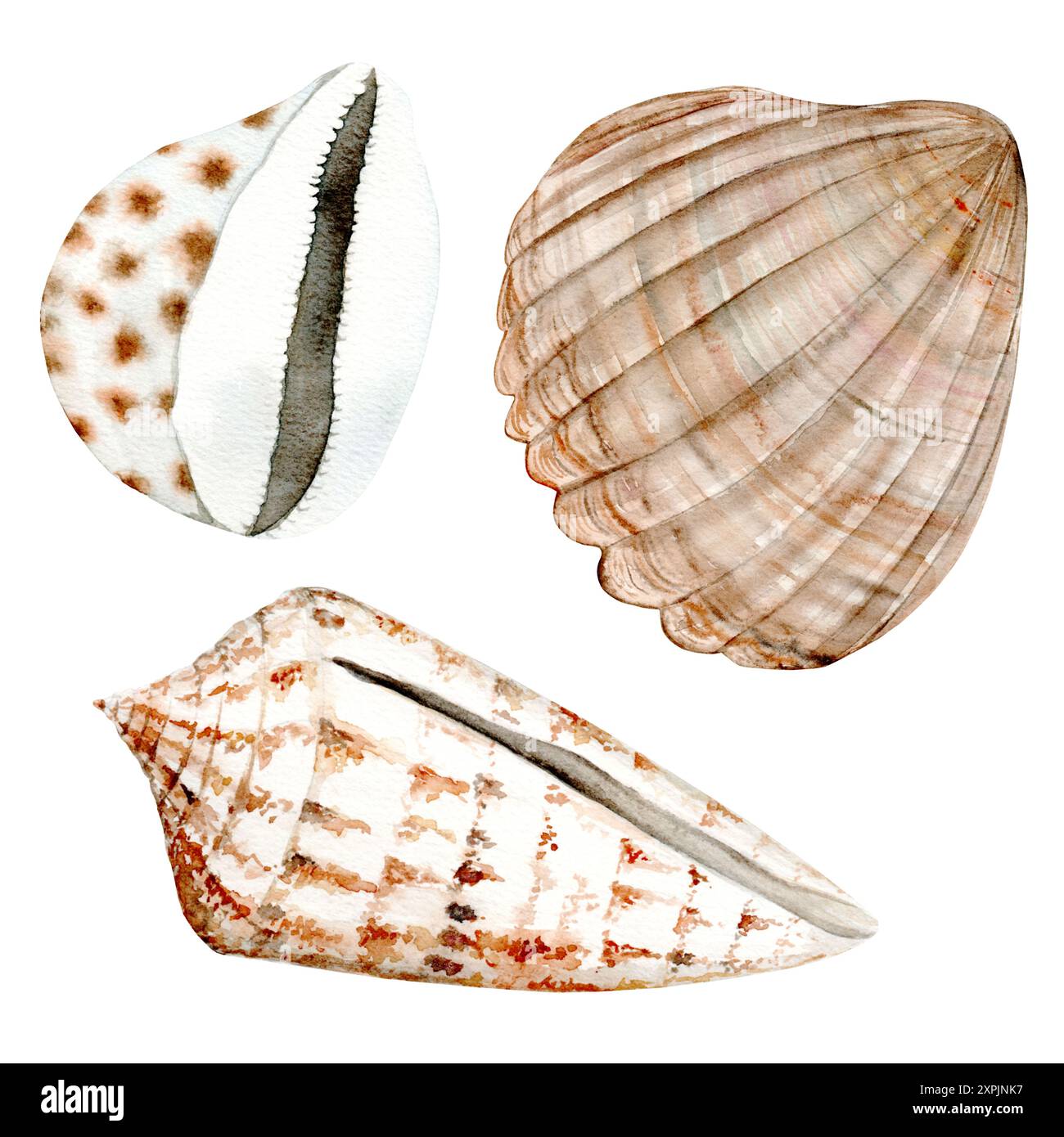 A set of Sea Shells on an isolated white background. Watercolor ...