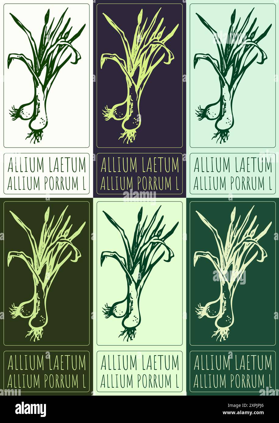 Allium porrum drawing Stock Vector Images - Alamy