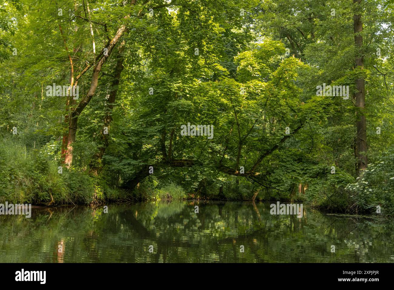 The spreewald hi-res stock photography and images - Alamy