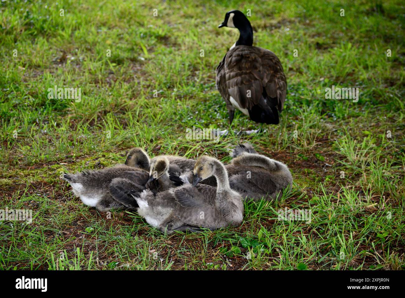 Adult Canada geese and their goslings in a public park in Flat Rock ...