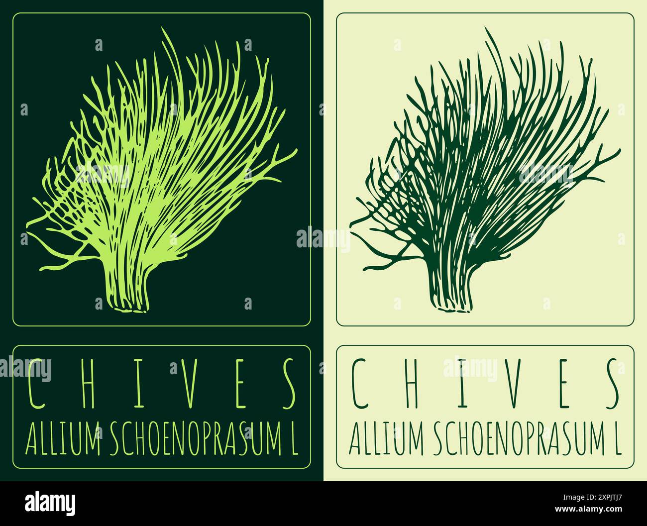 Vector drawing CHIVES. Hand drawn illustration. Latin name is ALLIUM ...