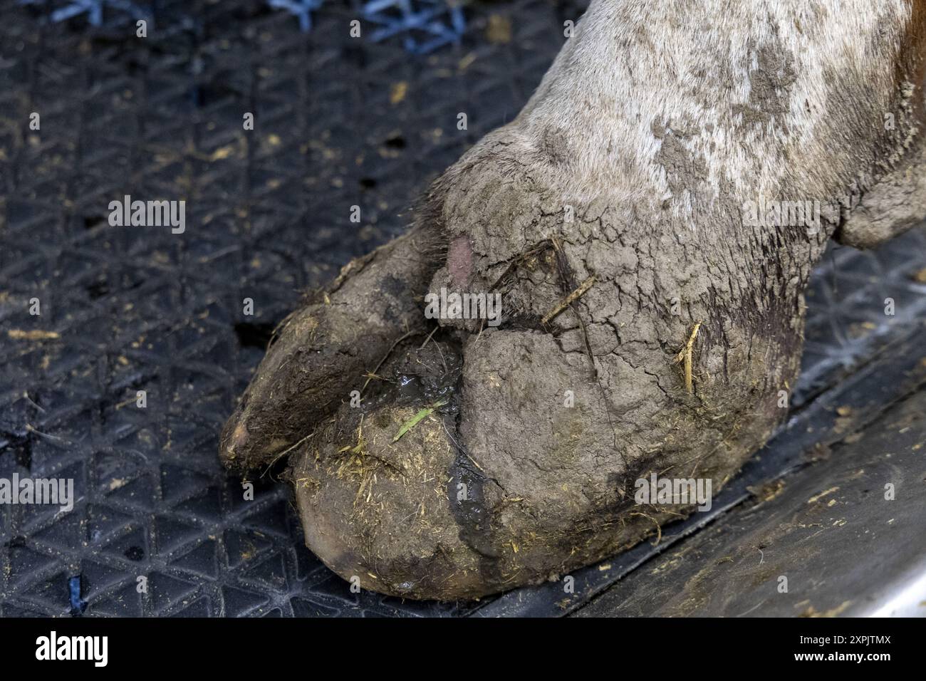 Bluetongue disease sheep hi-res stock photography and images - Alamy
