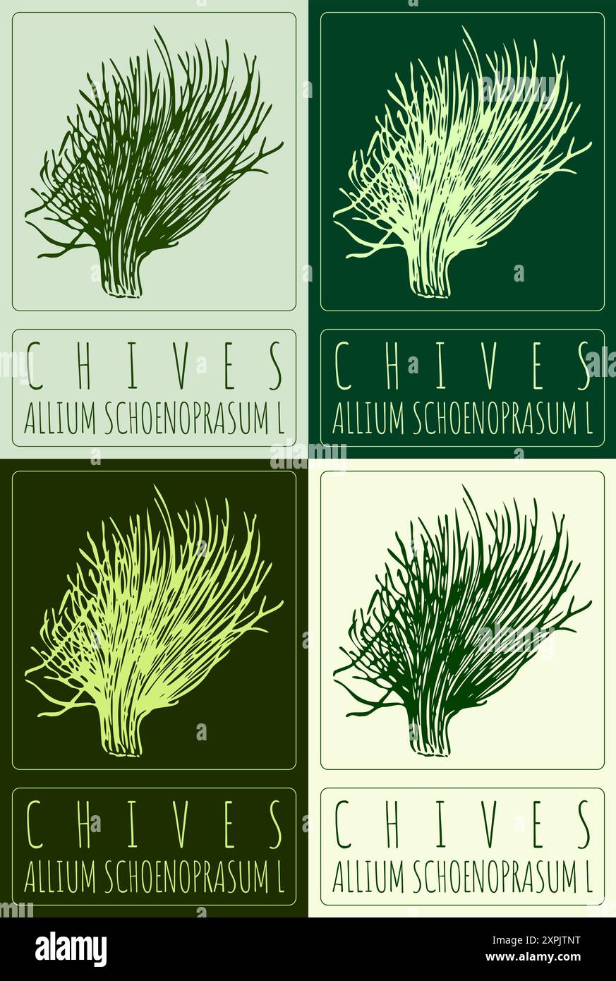 Set of vector drawing CHIVES in various colors. Hand drawn illustration ...