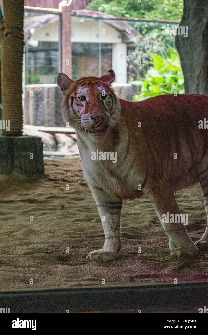 Begal tiger at Tiger show at Thailand Stock Photo - Alamy