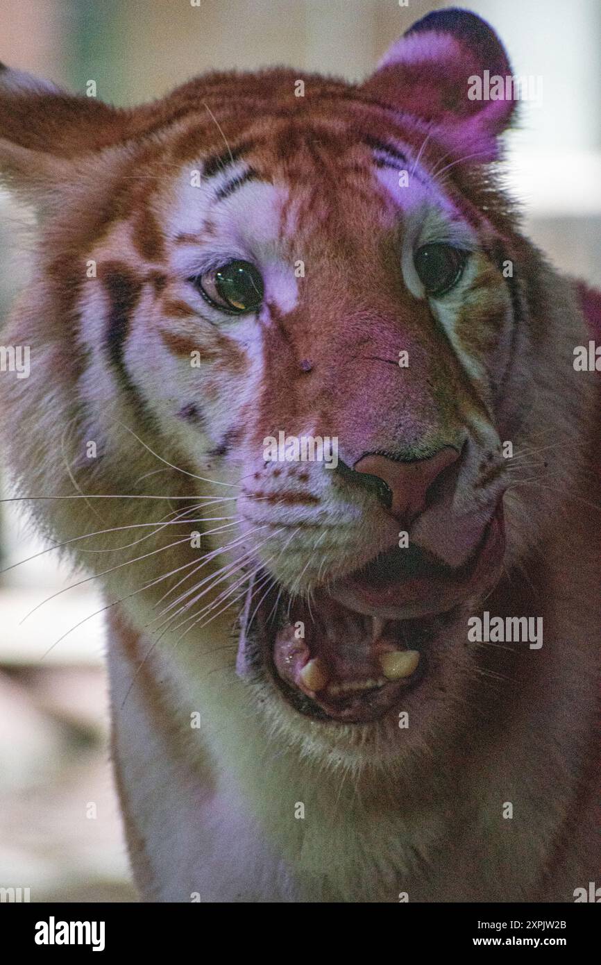 Begal tiger at Tiger show at Thailand Stock Photo - Alamy