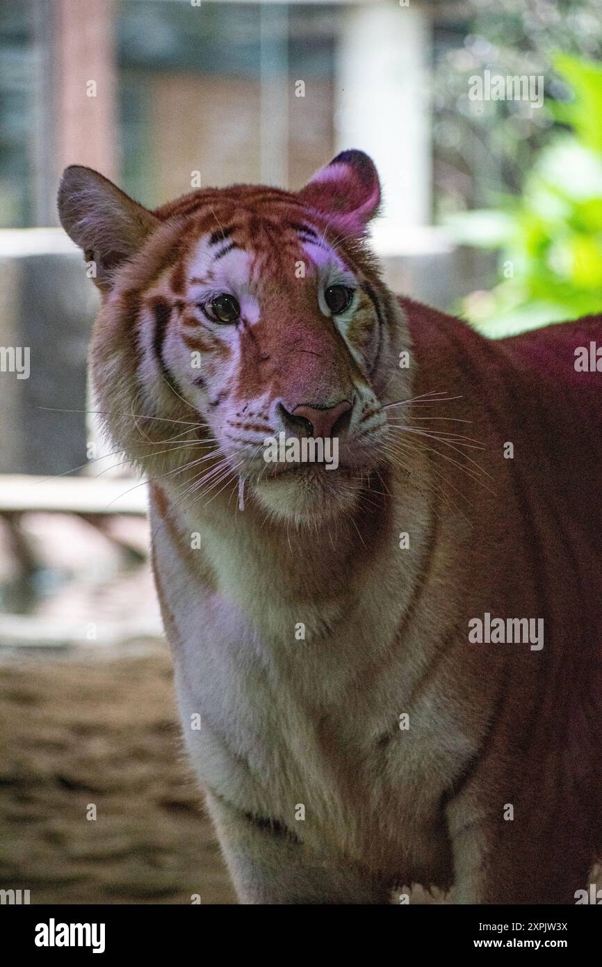 Begal tiger at Tiger show at Thailand Stock Photo - Alamy