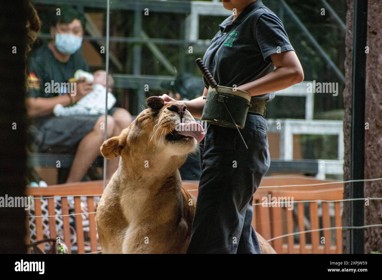 Girl and lioness hi-res stock photography and images - Alamy