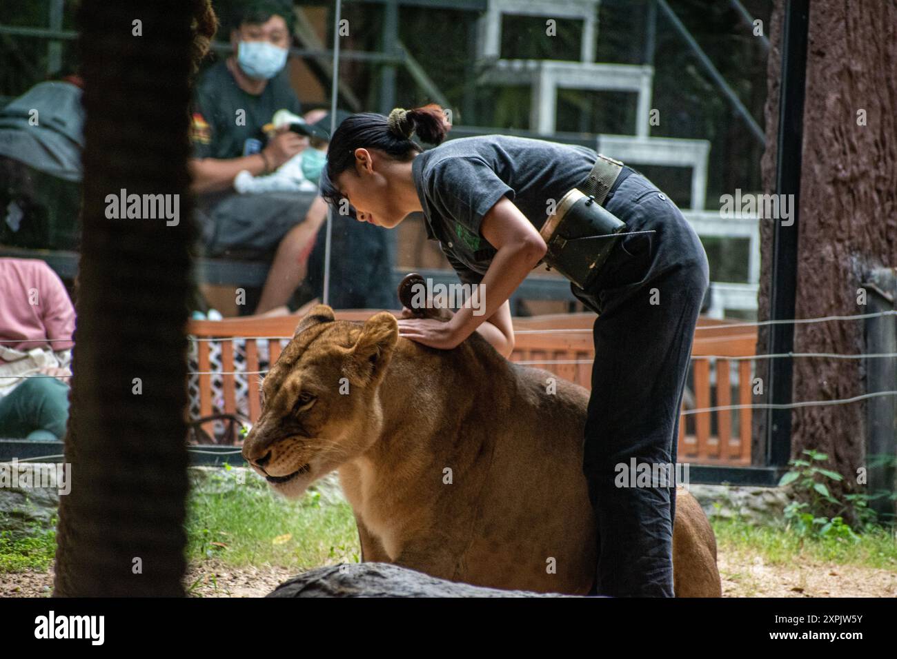 lioness with his trainer at Thailand Stock Photo - Alamy