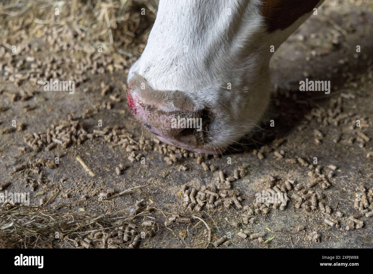 The nose of a cow is seen during a visit of a veterinary to a farm with ...