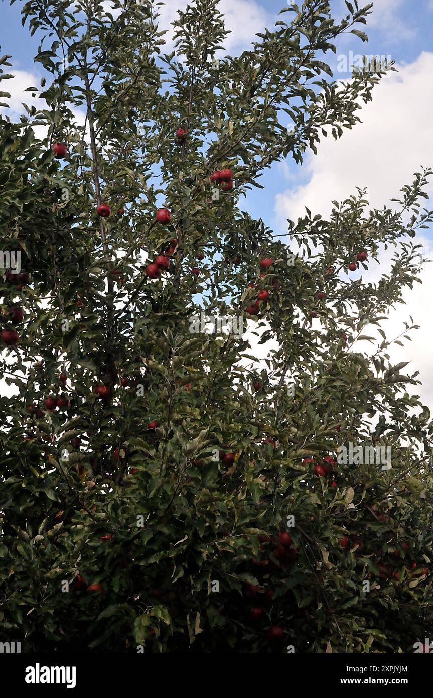 BUCKLEY/WASHINGTON//USA / 05.October 2019 / Red apple tree in home yard ...