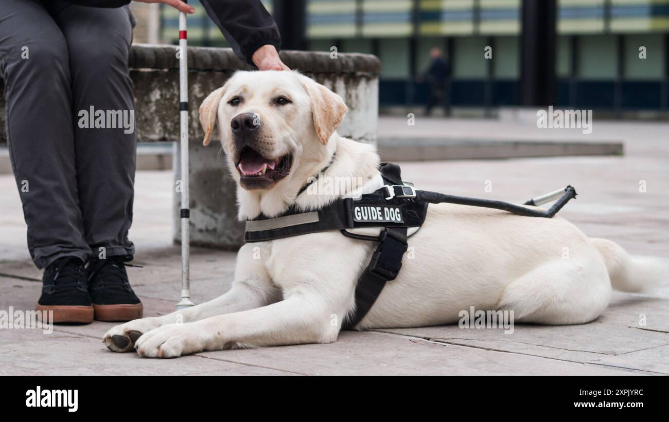Guide dog sitting next to his female handler with a white cane during a ...