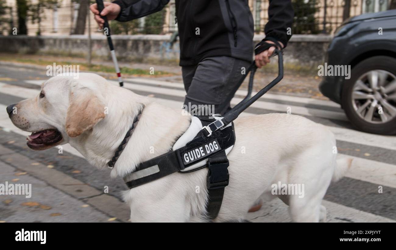 Guide dog walking close to his blind owner and helping her to cross a ...