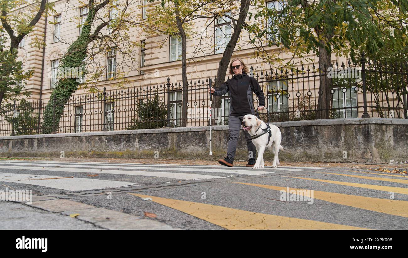 Guide dog walking close to his blind owner and helping her to cross a ...