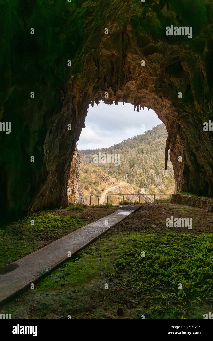 Photograph of the walking track and forest looking out of the entrance ...