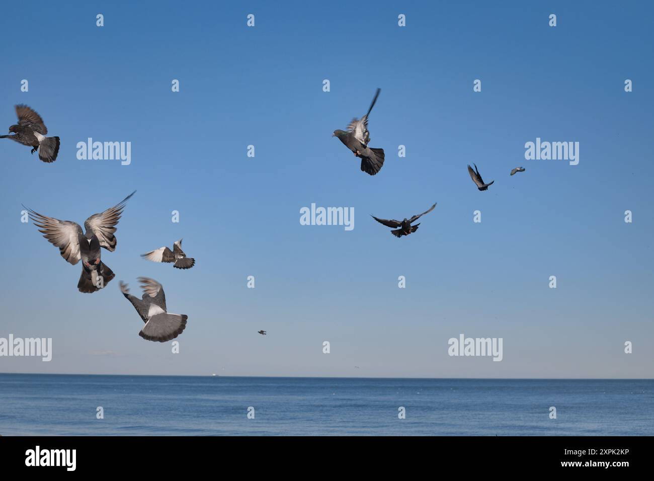 Doves flying over sea hi-res stock photography and images - Alamy