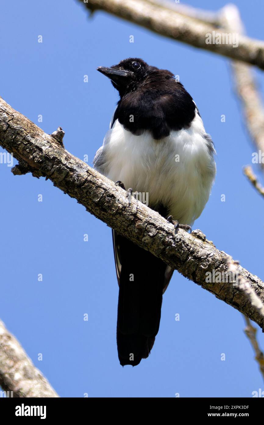 Eurasian magpie seen in Turvey Nature Reserve, Dublin. Omnivorous bird ...