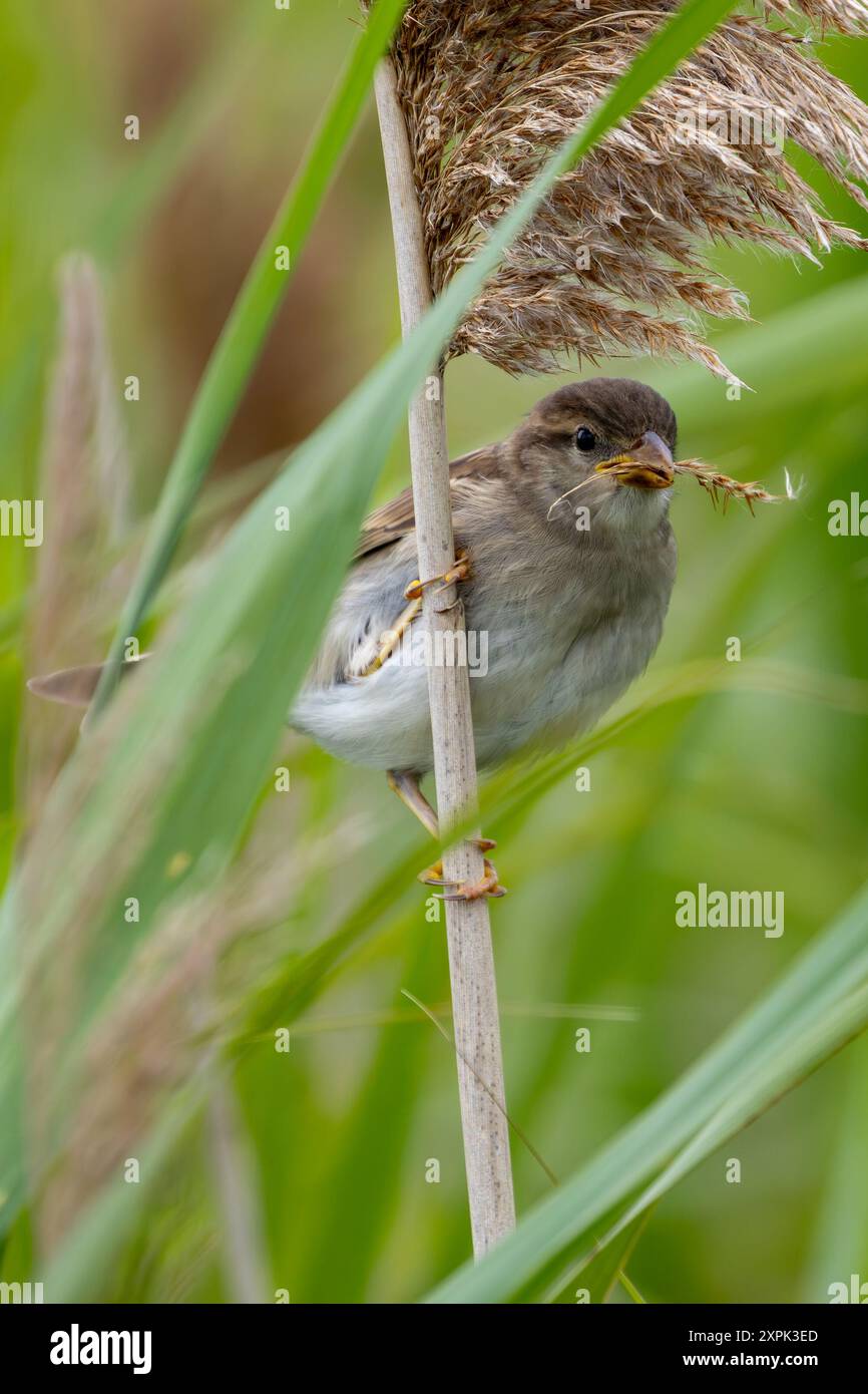 Female house sparrow seen in Stephen's Green, Dublin. Feeds on seeds ...