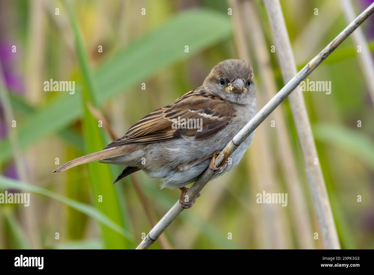 Sparrows in ireland hi-res stock photography and images - Alamy