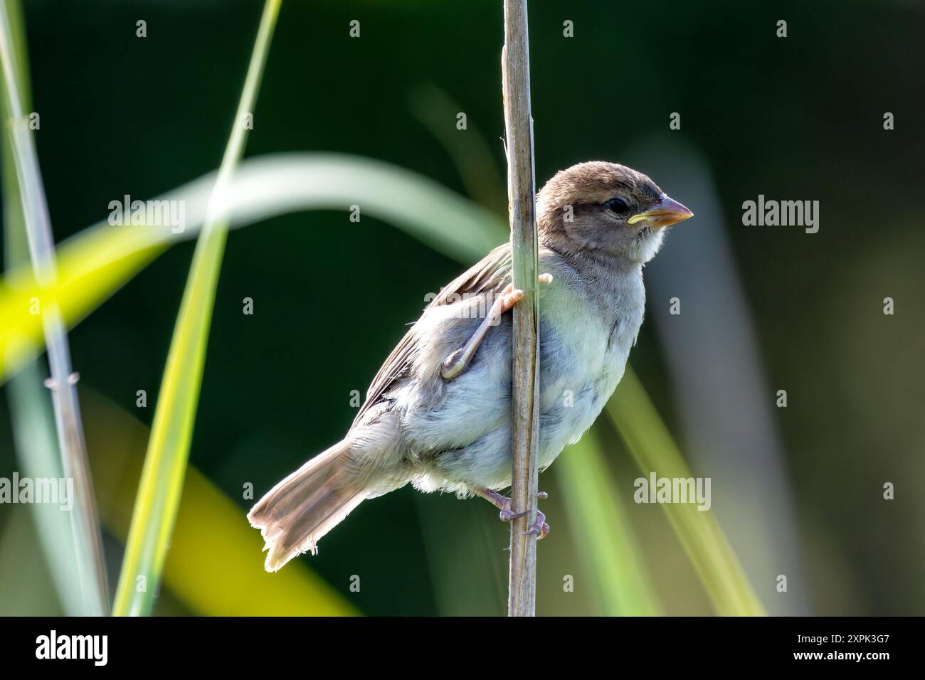 Female house sparrow seen in Stephen's Green, Dublin. Feeds on seeds ...