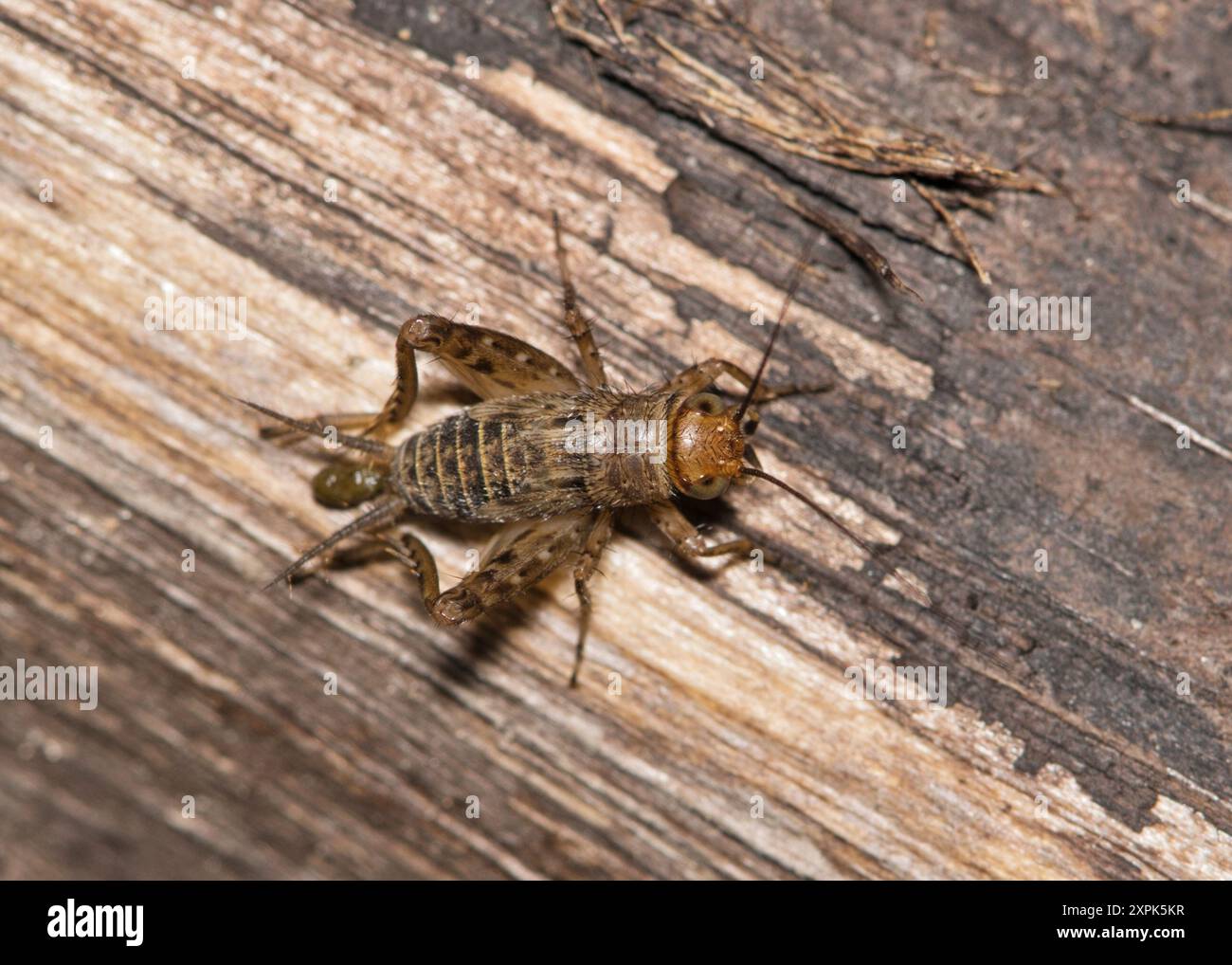 Cricket pest control hi-res stock photography and images - Alamy