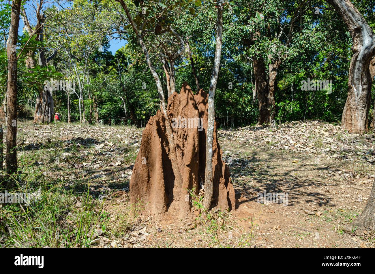 Large termite mound built around a tree in a forest Stock Photo - Alamy
