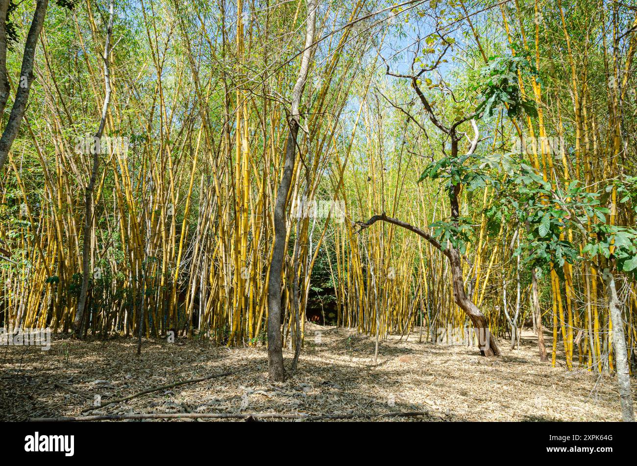 Giant bamboos hi-res stock photography and images - Alamy