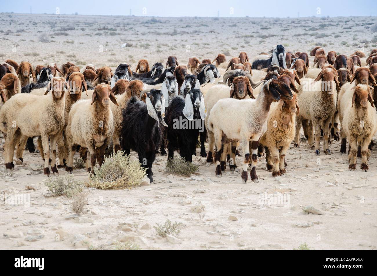 Flock of sheep in the desert at Al Jubara in Qatar Stock Photo - Alamy