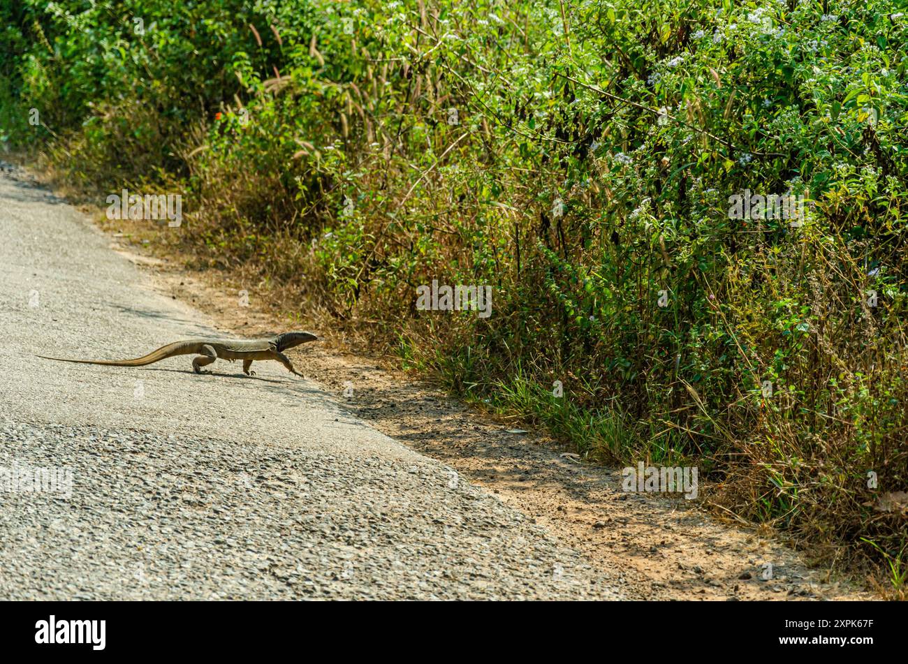 A monitor lizard crossing the road Stock Photo - Alamy