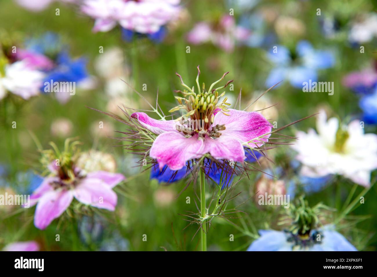 Irish flora ireland hi-res stock photography and images - Alamy