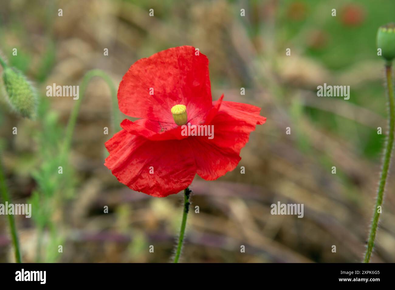 Irish poppy season hi-res stock photography and images - Alamy