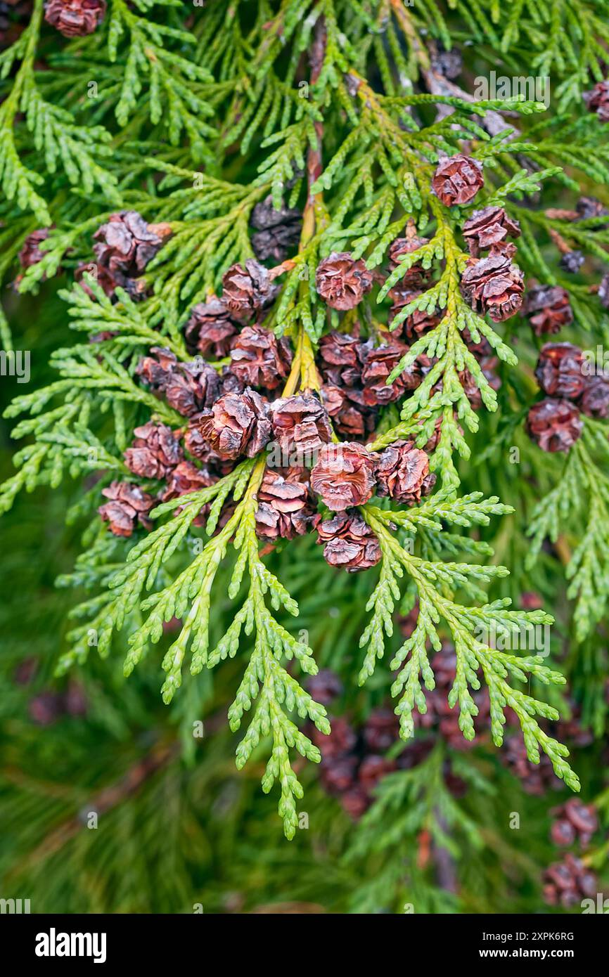 Port Orford cedar or Lawson cypress (Chamaecyparis lawsoniana ...