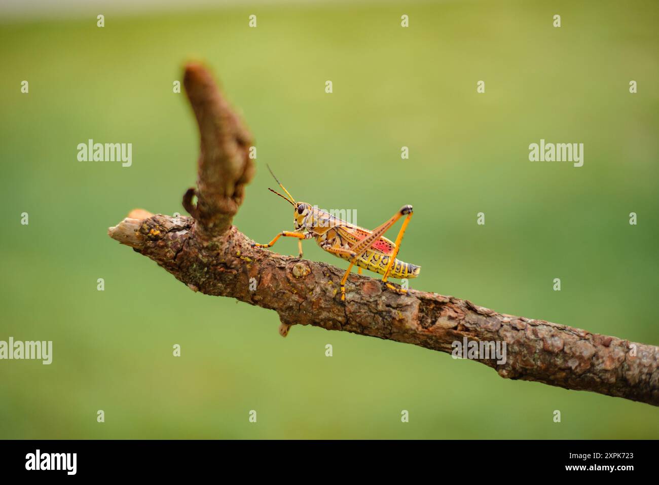 The grasshopper shopping hi-res stock photography and images - Alamy