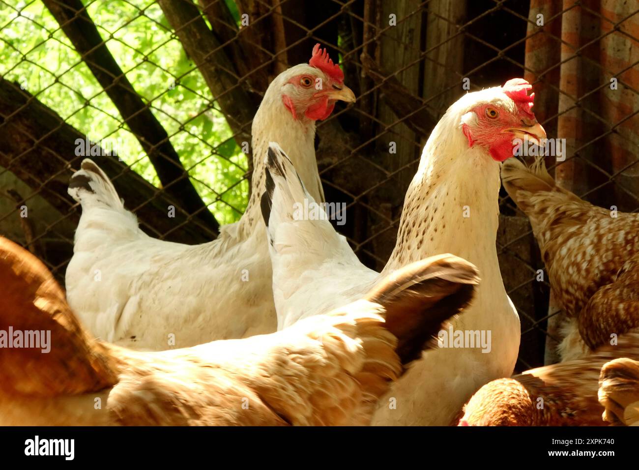 A group of chickens is seen foraging around a home farm, enjoying the ...
